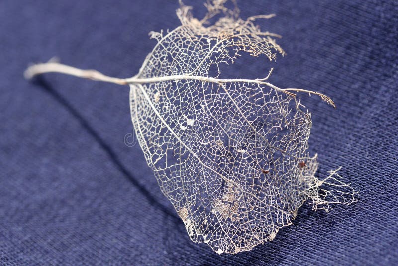 Leaf skeleton. stock image. Image of distressed, nature - 190683689