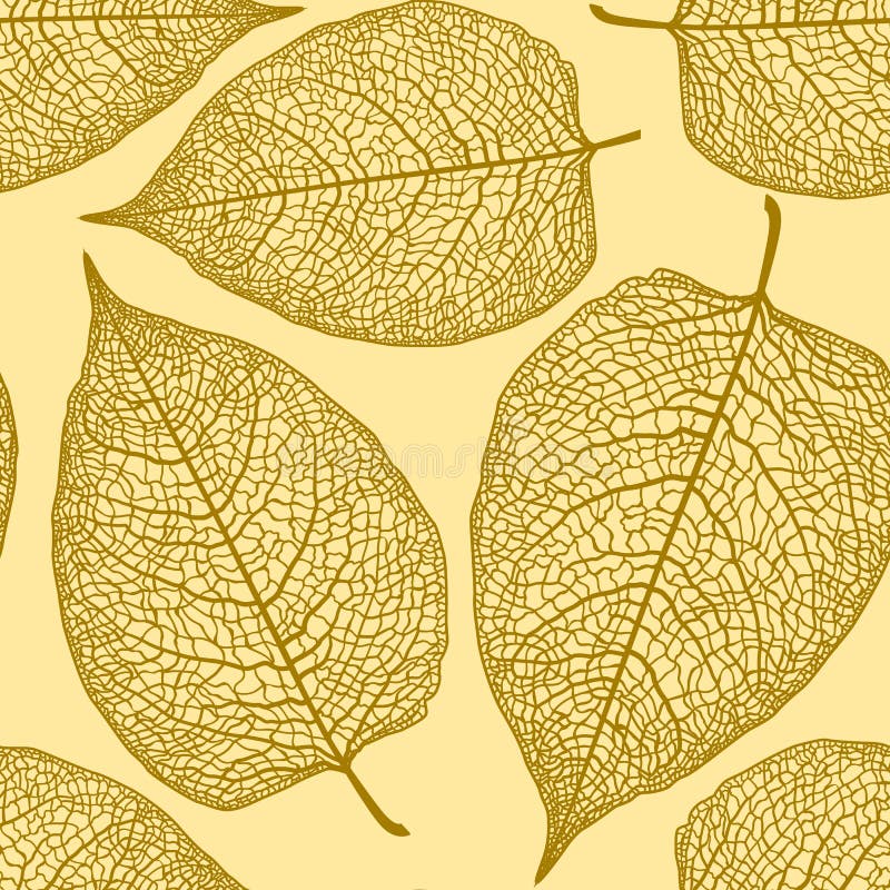 Maple Leaf Skeleton Stock Illustrations – 649 Maple Leaf Skeleton Stock ...