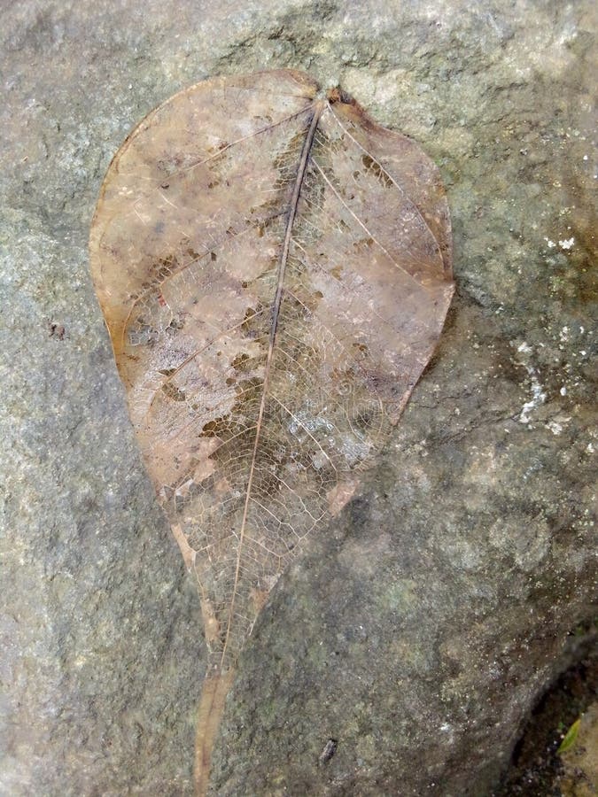 Leaf Skeleton Plant Nature Brown Forest Stock Image - Image of nature ...