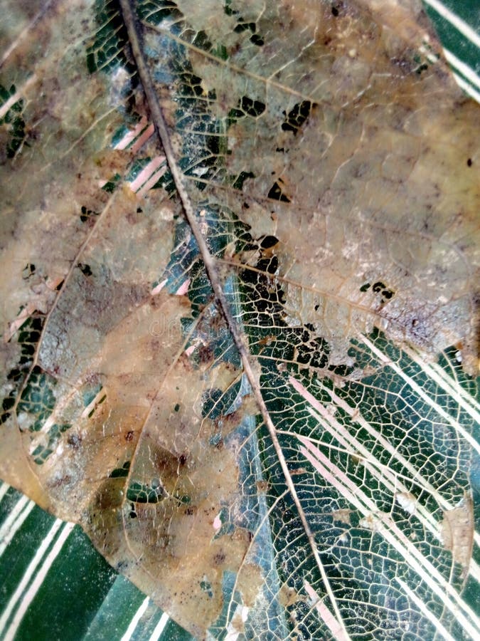 Leaf Skeleton Plant Nature Brown Forest Stock Photo - Image of plant ...