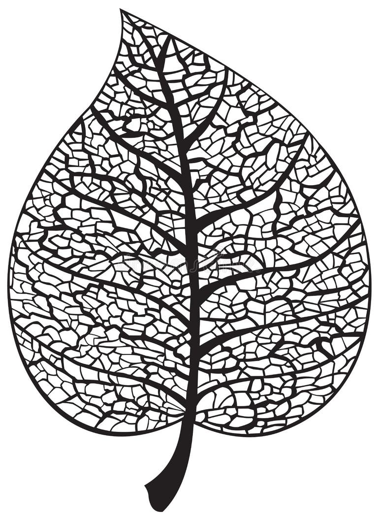 Leaf Skeleton Stock Illustrations – 3,106 Leaf Skeleton Stock ...