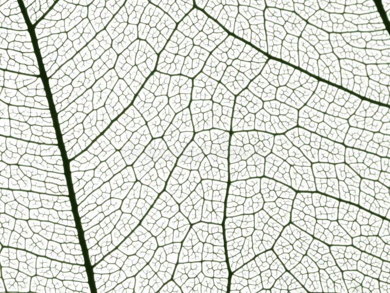 Leaf Skeleton with Veins and Cells Stock Image - Image of grunge ...