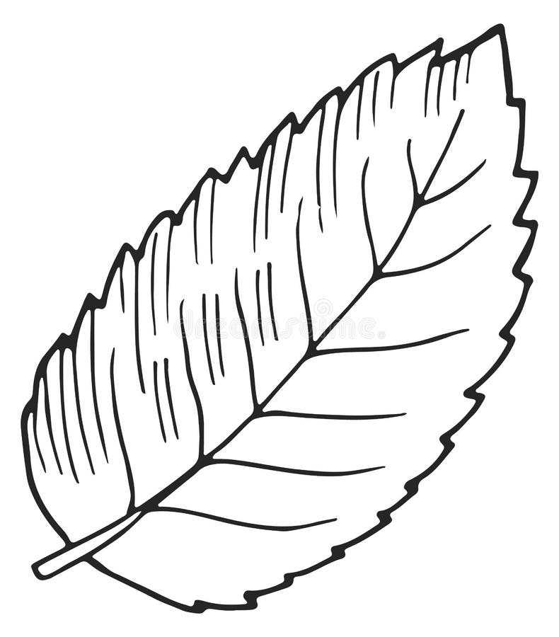 Leaf Sketch. Tree Foliage Drawing Stock Vector - Illustration of icon ...