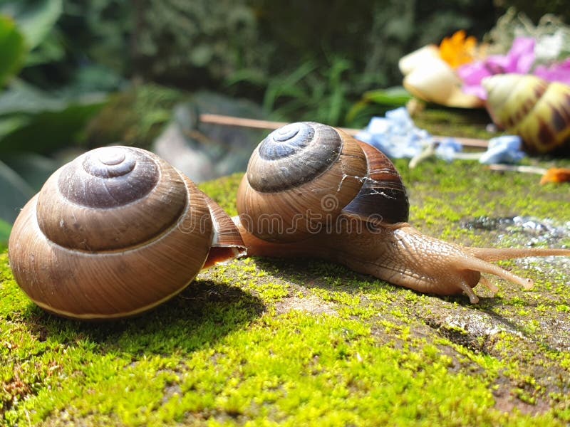 Leaf snails are molluscs stock image. Image of plant - 257253383