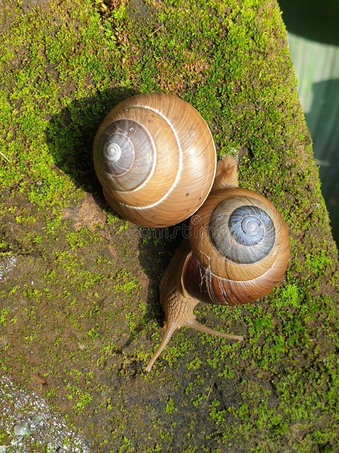 2 leaf snails stock image. Image of autumn, grass, insect - 257253271