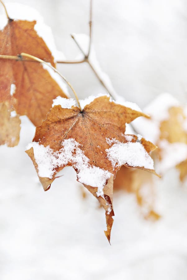 Leaf in the Snow stock photo. Image of snow, fall, season - 18125758
