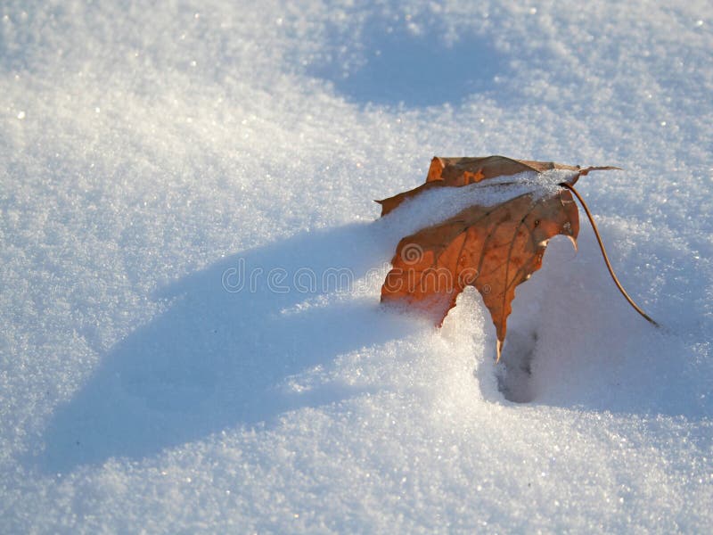 Leaf and snow stock photo. Image of maple, light, last - 397488