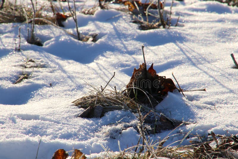 Leaf in the Snow on a February Day Stock Image - Image of crystals ...