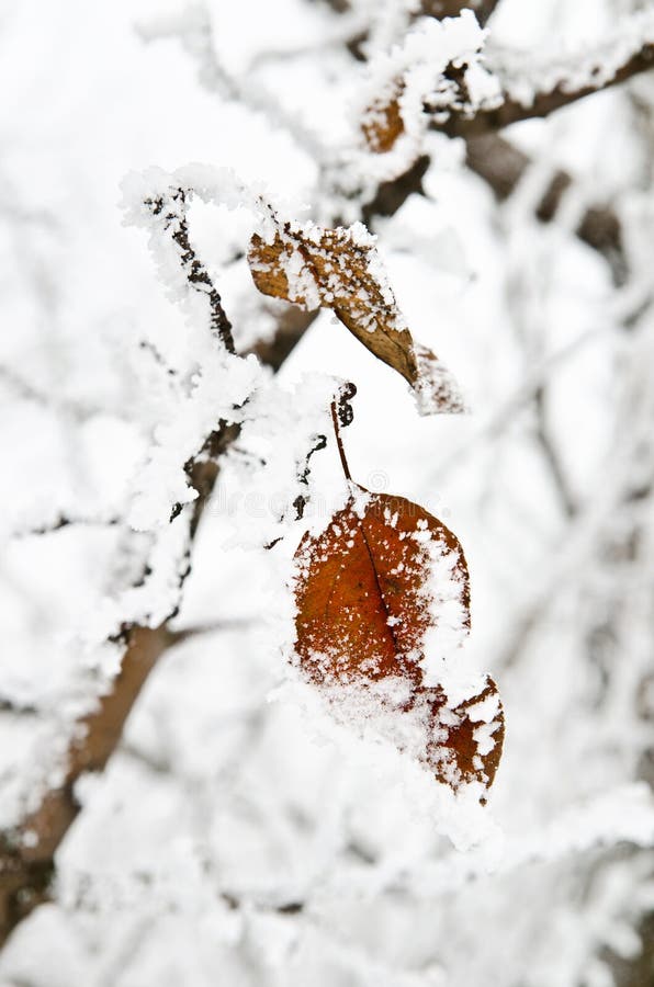 Leaf with snow stock image. Image of beauty, beautiful - 38916203