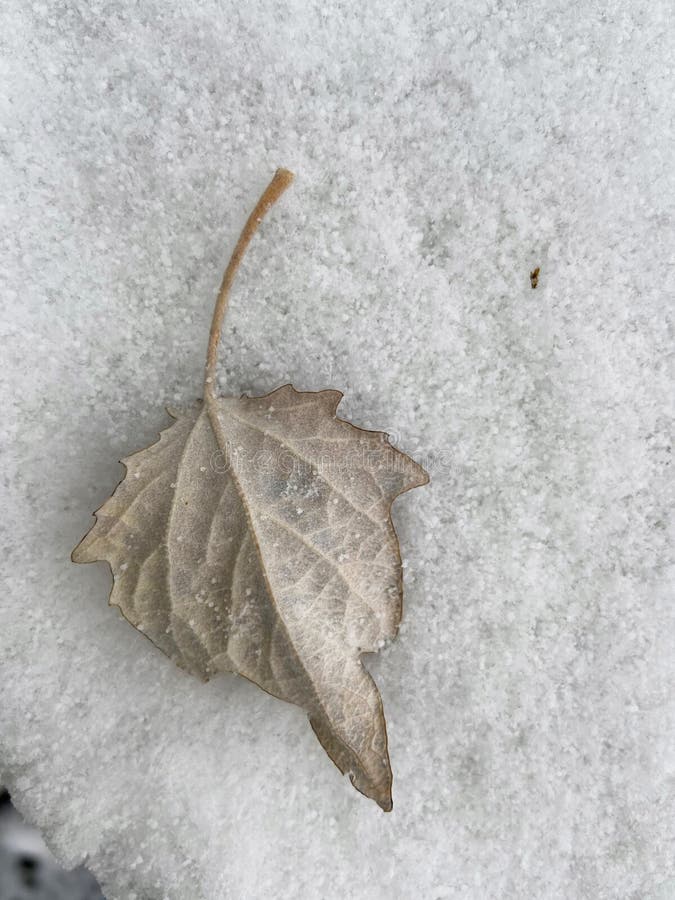 Leaf in the Snow. Winter Background, Winterized Leaf Stock Photo ...