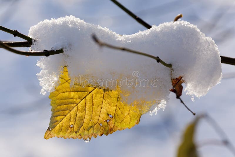 Leaf in the snow stock image. Image of frost, natural - 35695475