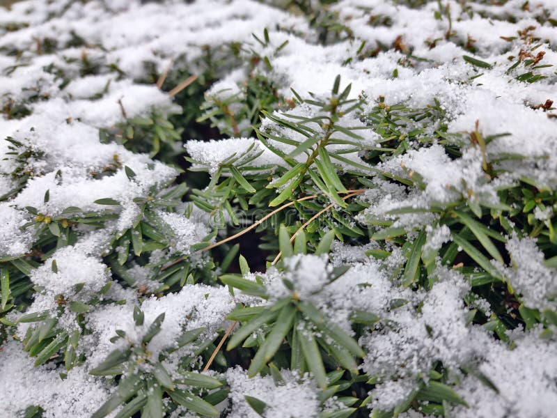 Snow Fell on the Leaves in Winter Stock Image - Image of fell ...