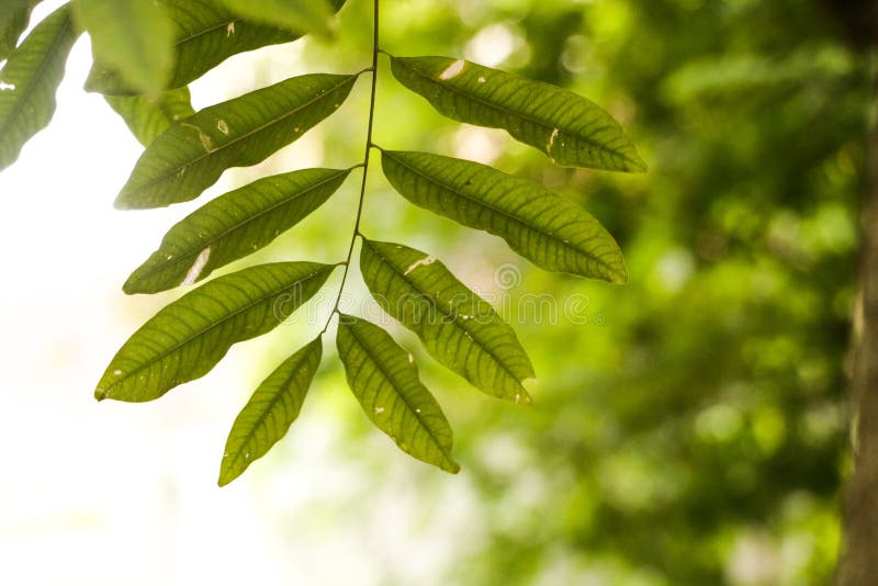 Leaf Soap Nut Tree in Garden Stock Image - Image of soap, sapindus ...