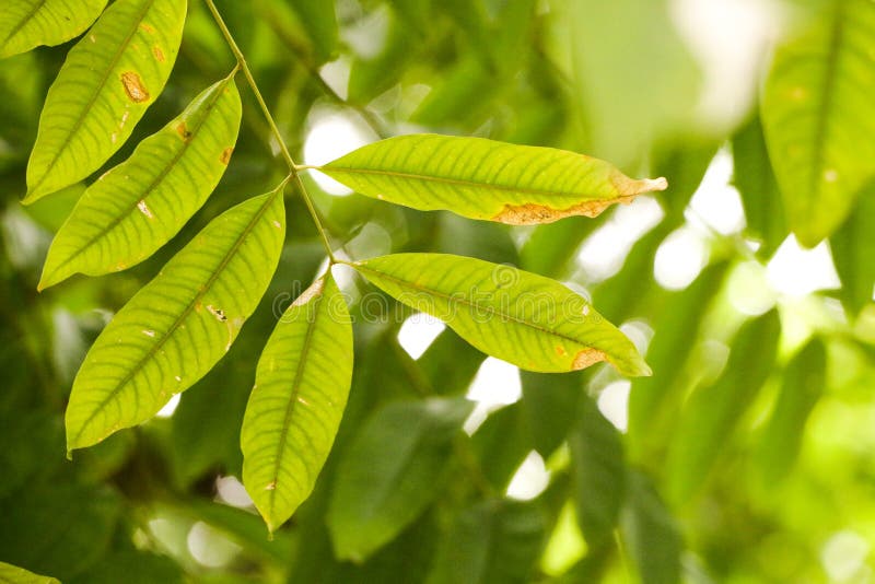 Leaf Soap Nut Tree in Garden Stock Photo - Image of soapberry, fresh ...