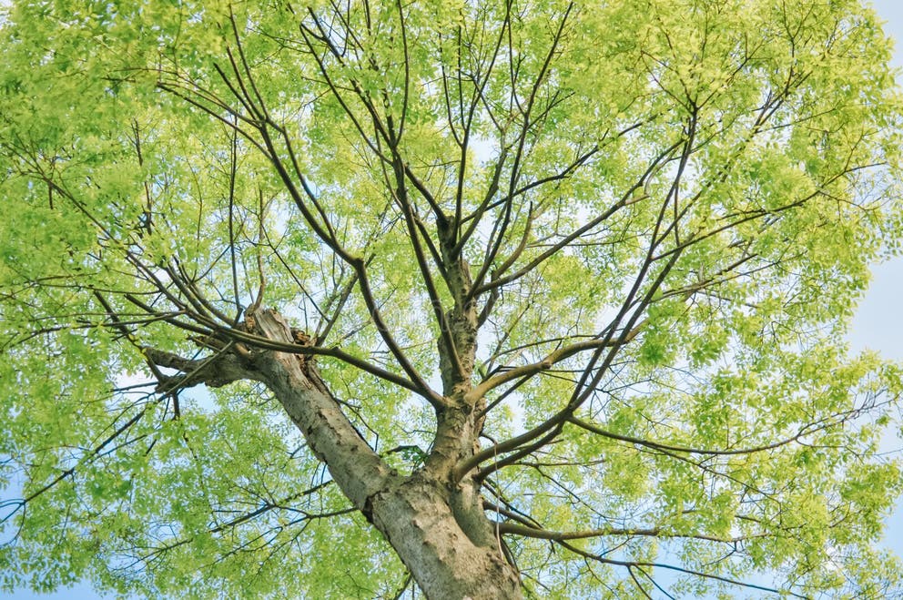 Hackberry Tree Growing in Spring Stock Photo - Image of leaf, pers ...