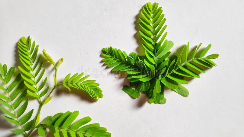 Leaf Sour Ingredients of Food Spices Stock Photo - Image of ingredients ...