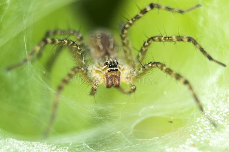 Leaf Spider stock image. Image of leaf, spider, beautty - 54542167