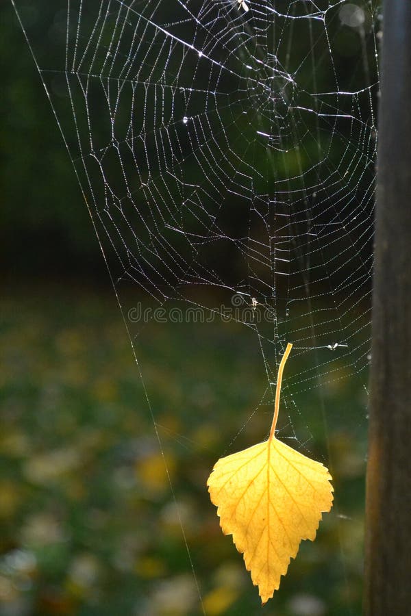 Leaf in a spider web stock photo. Image of leaf, autumn - 80212570