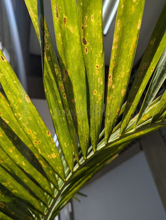 Leaf Spots on Palm Leaf stock image. Image of tropical - 392014435