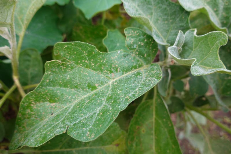 A leaf with spots on it stock photo. Image of fungi - 319838746