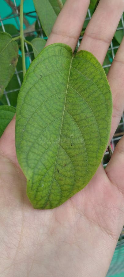 Leaf stock photo. Image of flower, vegetable, leaf, fruit - 208133938