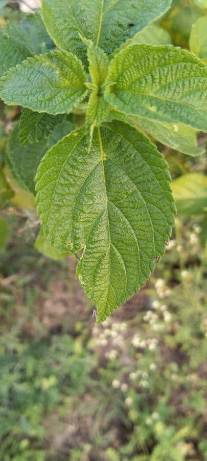 Leaf stock photo. Image of herb, produce, evergreen - 208135474