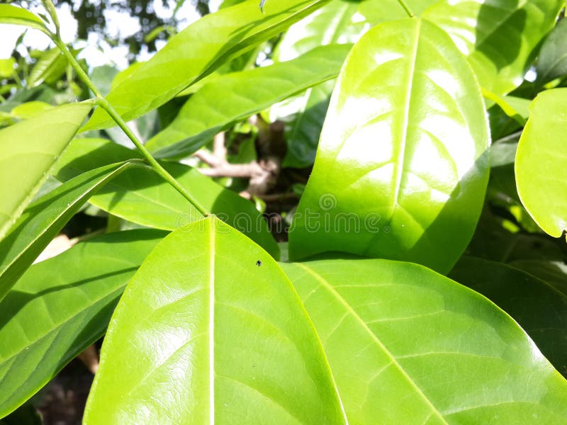 Leaf in spring stock photo. Image of leaf, spring, green - 46784072