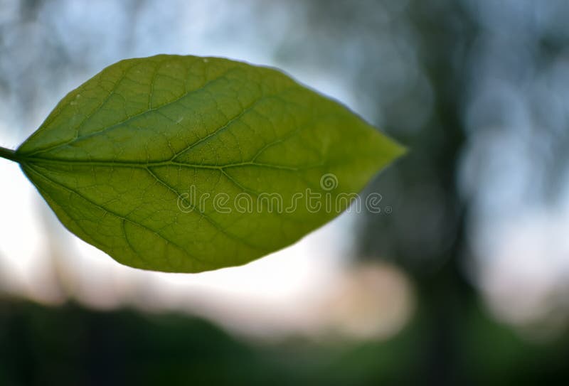 Leaf in spring stock image. Image of wood, back, germany - 131797805