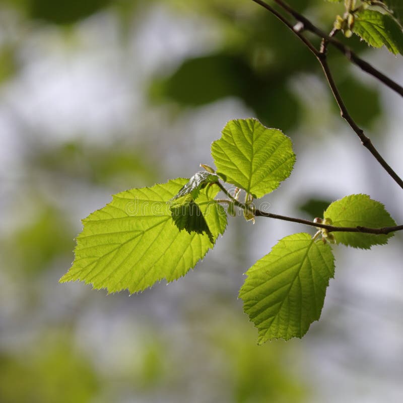 Leaf in spring stock image. Image of spring, leaves - 100269023