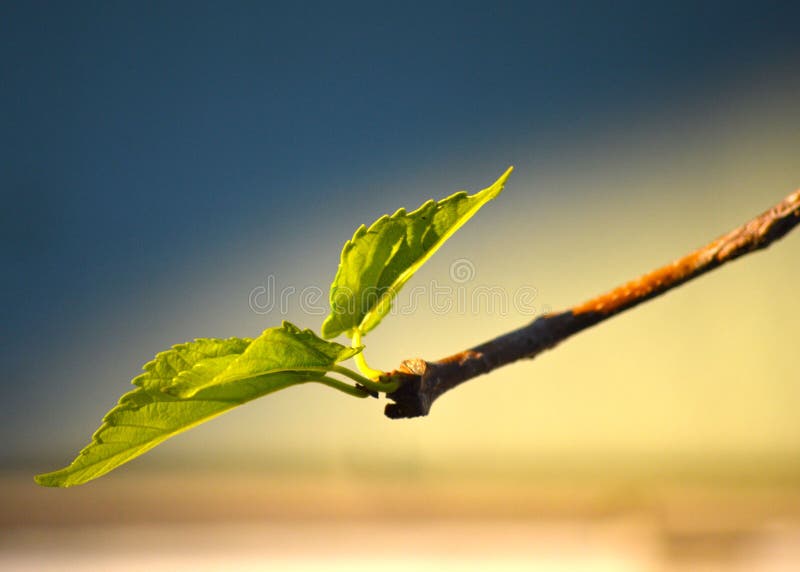 Sprouting leaf stock photo. Image of baby, green, birth - 47621540