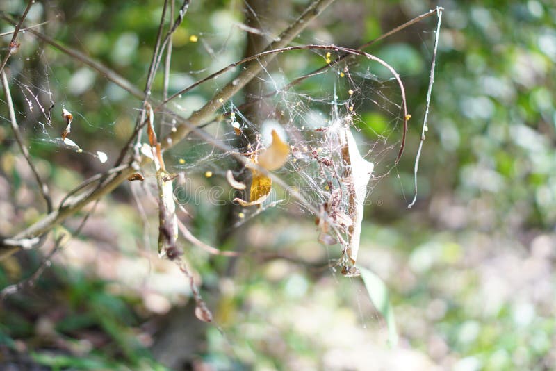 Saw Mom Naked I Stock Photos - Free & Royalty-Free Stock Photos from ...