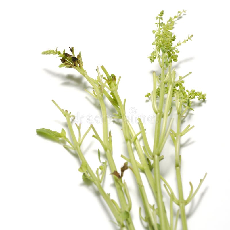 Leaf stalk basil stock image. Image of nature, isolated - 46825353