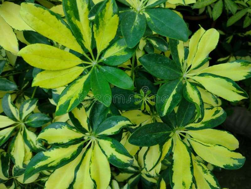 Leaf startree garden stock image. Image of herb, evergreen - 265216889