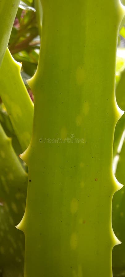 Leaf Stem Aloe Vera in Java Stock Photo - Image of wildflower, fruit ...