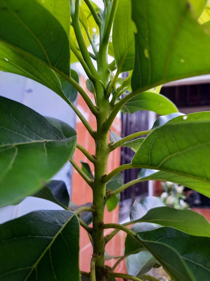 The Leaf Stems Branch a Lot and Grow Large Trunks Stock Image - Image ...