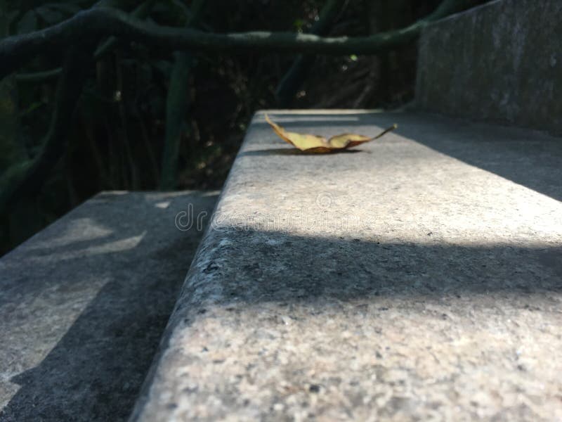 A leaf on the step stock image. Image of enjoying, micro - 166965353