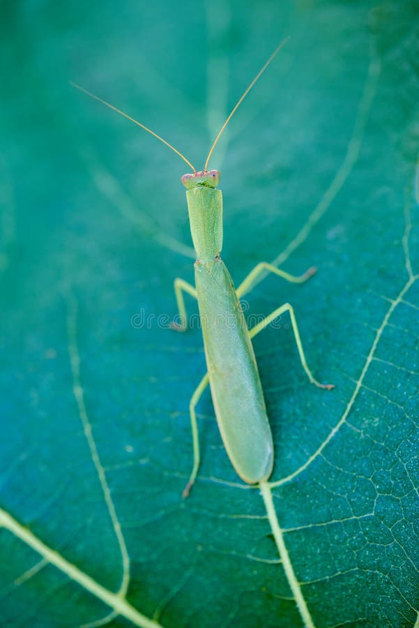 Leaf Stick Insect on a Fig Leaf. Stock Photo - Image of nature, closeup ...