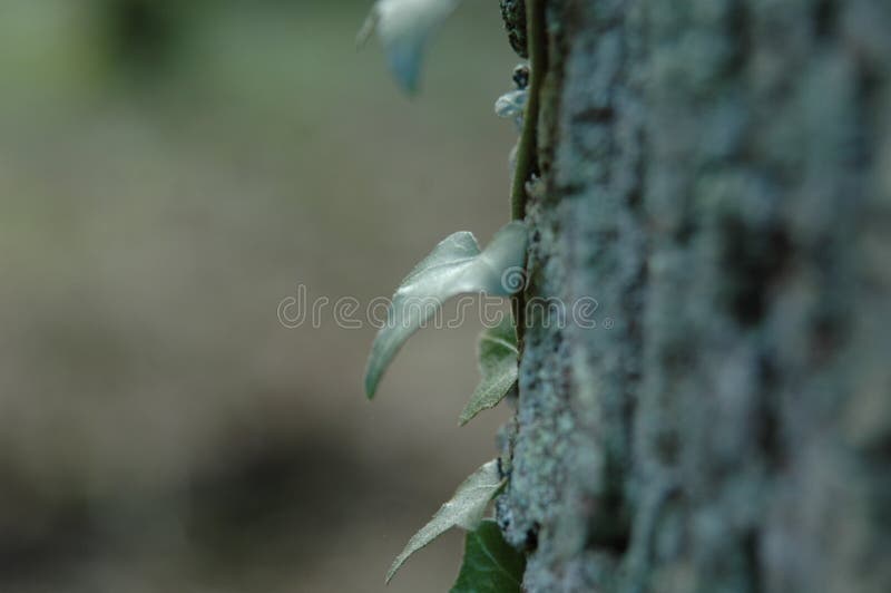 Leaf sticked to a tree stock photo. Image of b116, tree - 191649714