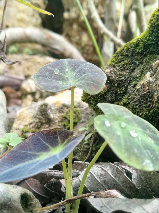 Leaf Stone Water Fresh Green Stock Image - Image of fresh, water: 269648225