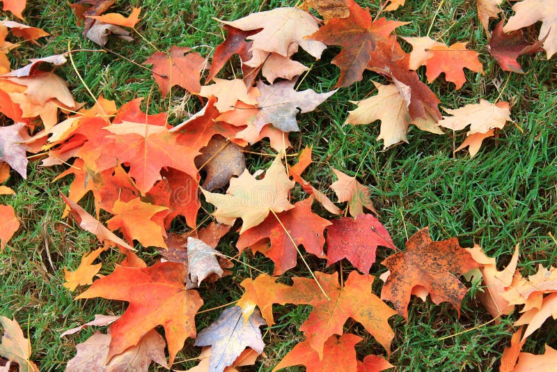Leaf Storm stock image. Image of season, green, windy - 46392107