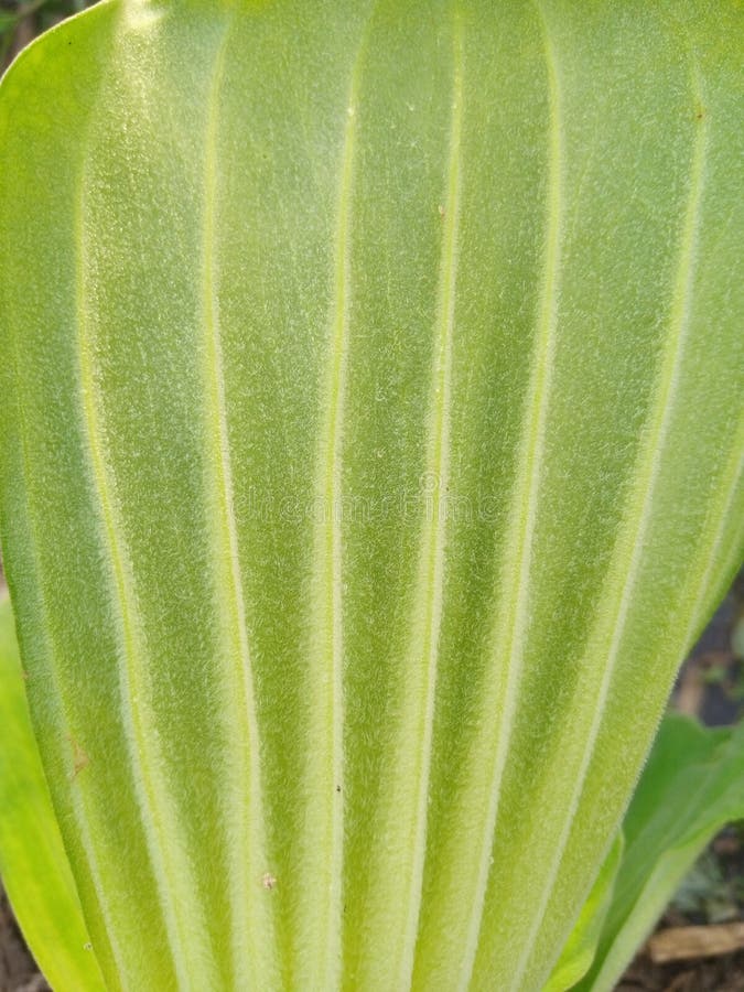 A Leaf with Straight Lines. Stock Image - Image of leaf, herb: 193512463