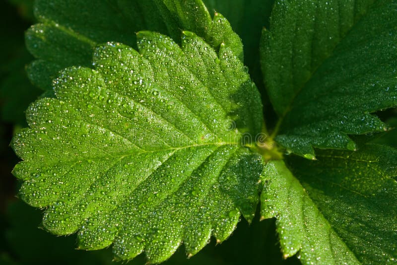 Leaf of strawberry stock photo. Image of water, young - 11256292
