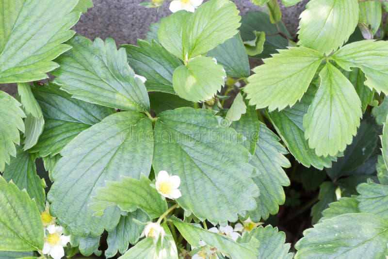 Leaf of strawberry stock image. Image of beauty, plant - 91835775