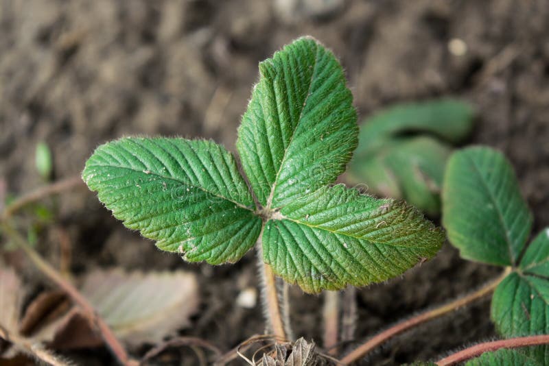 The Leaf of Strawberry in the Garden. Stock Image - Image of spring ...