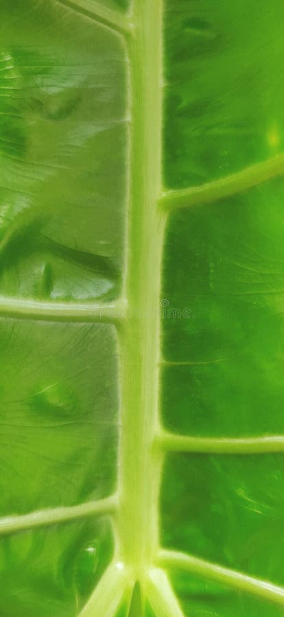 Leaf streaks from the tree stock photo. Image of nature - 219688036