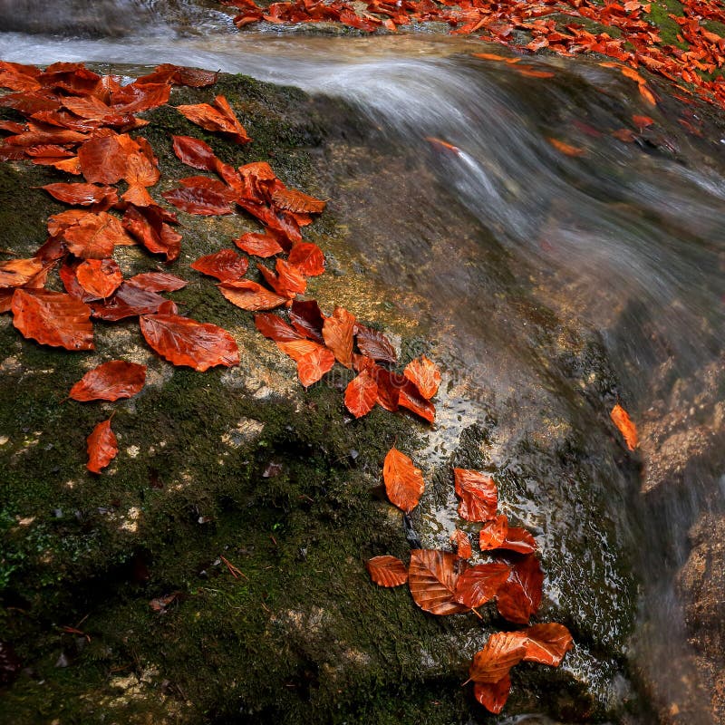 107,372 Leaf Stream Photos - Free & Royalty-Free Stock Photos from ...