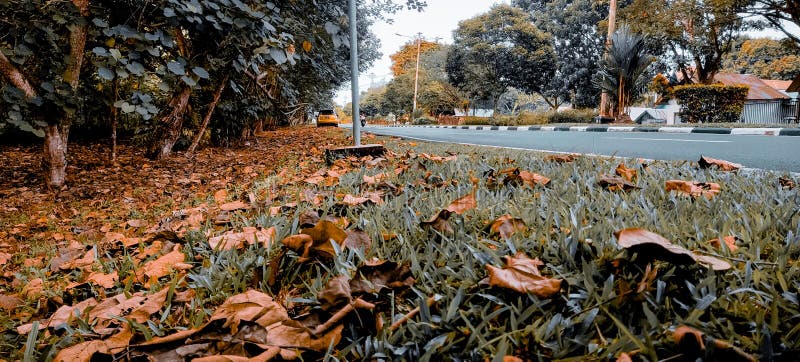 Leaf street wild stock image. Image of plant, woodland - 266985025