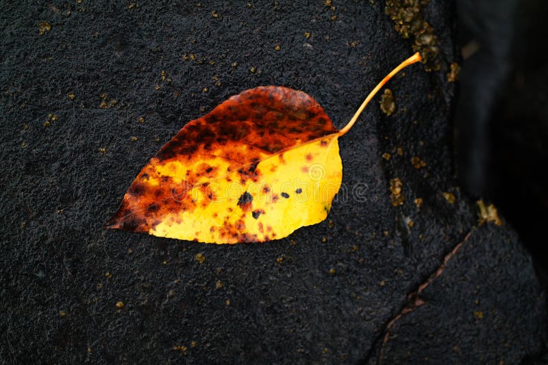 Leaf-strewn Stream In The Smokies Stock Image - Image of smokies ...