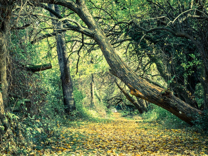 Canopy of Trees Over an Autumn Forest Path Stock Image - Image of scene ...