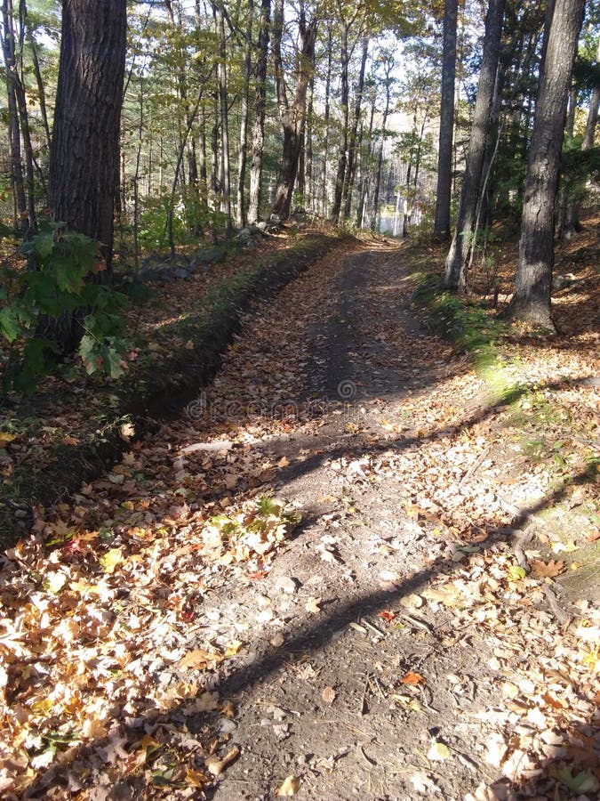 Leaf Strewn Path in the Forest Stock Image - Image of earth, plants ...